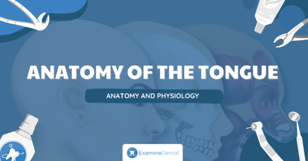 Anatomy of the Tongue - ExamineDental