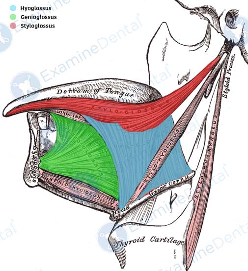 Anatomy of the Tongue - ExamineDental