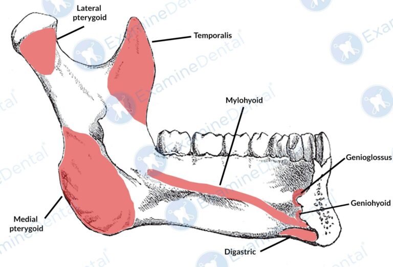 Anatomy of the Mandible - ExamineDental