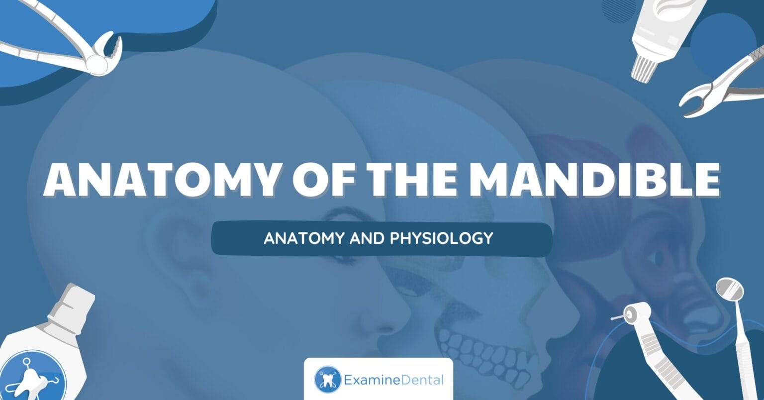 Anatomy of the Mandible - ExamineDental