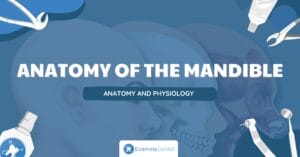 Anatomy of the Mandible - ExamineDental